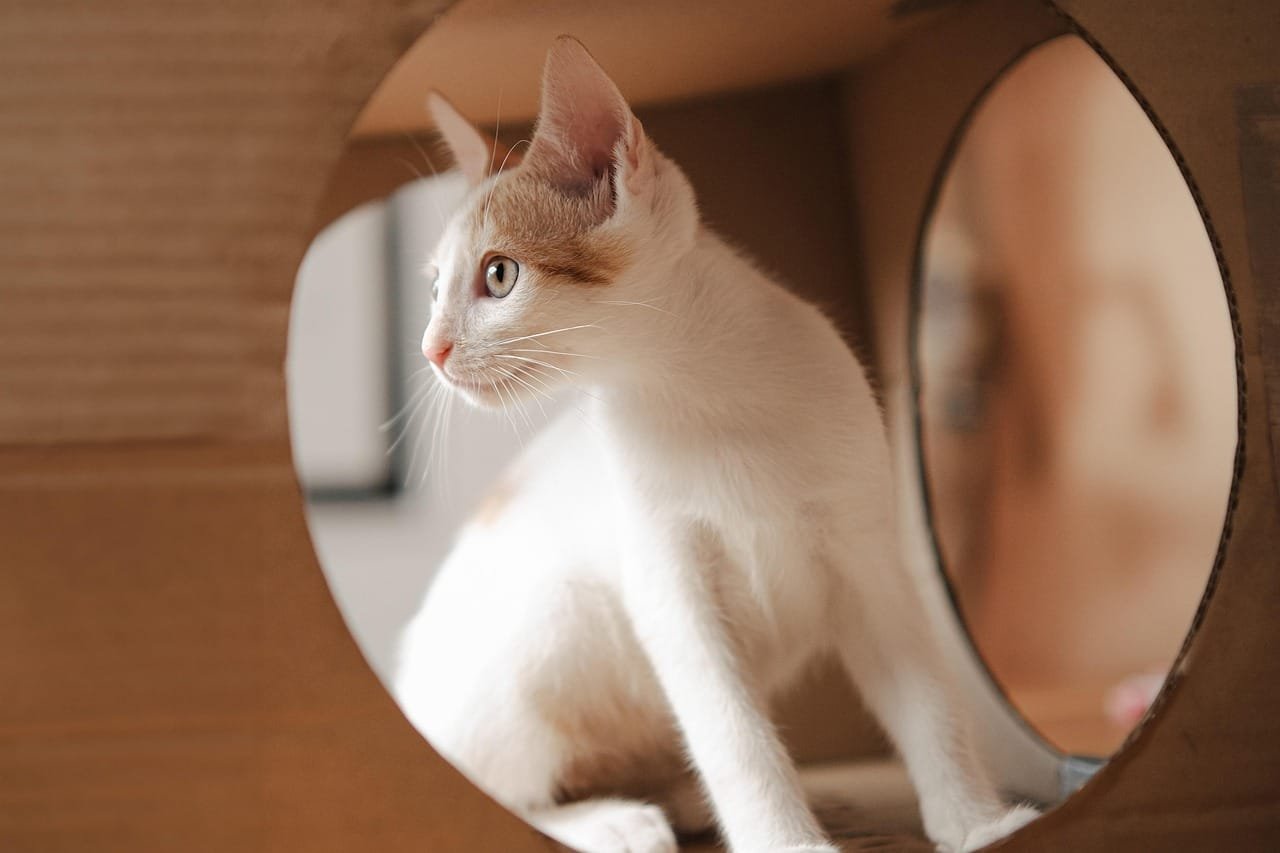 pet zoomies | why pets get zoomies | blakehurstvet.com.au