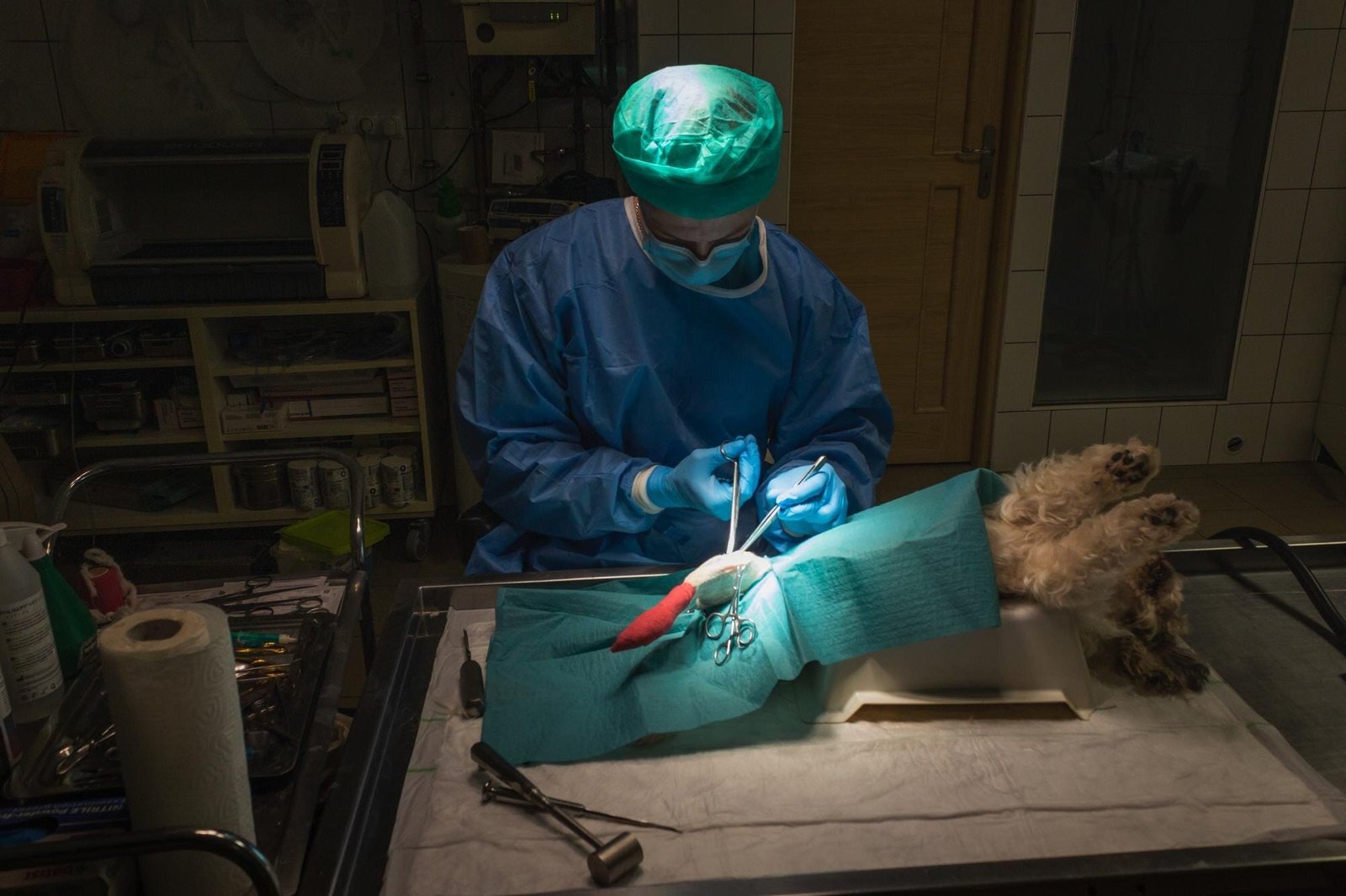 complex vet surgery care | skilled veterinary surgeons | Blakehurst Vet