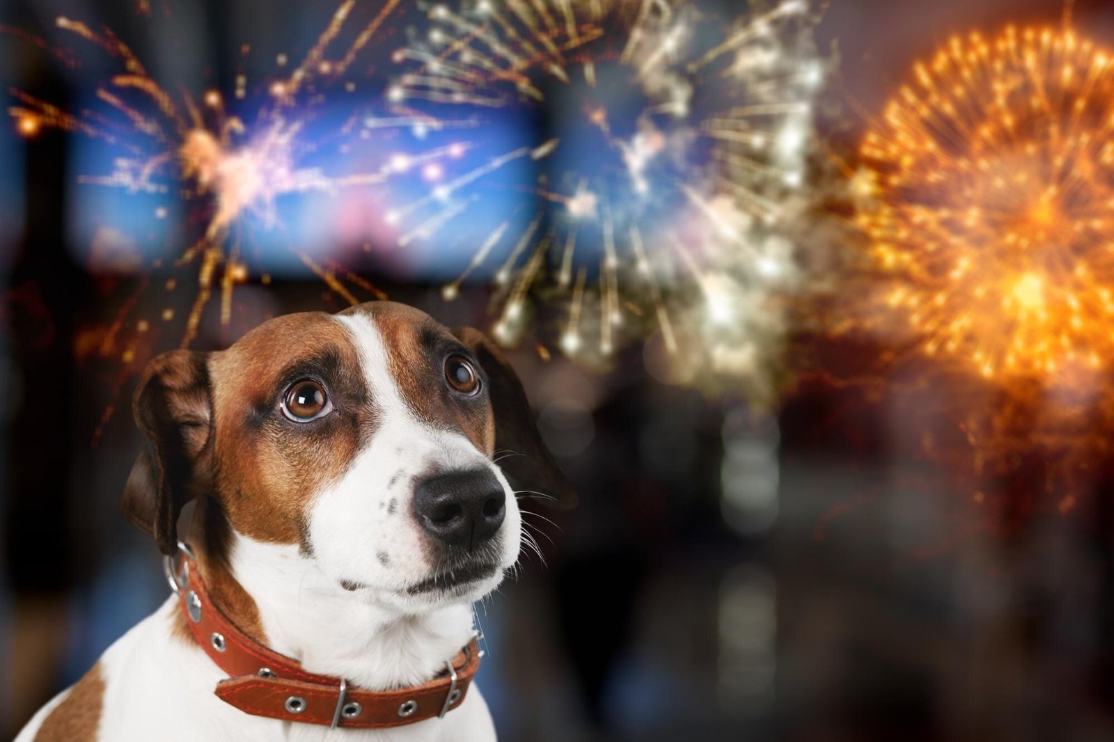 fireworks anxiety in pets | pet anxiety and fireworks | Blakehurst Vet